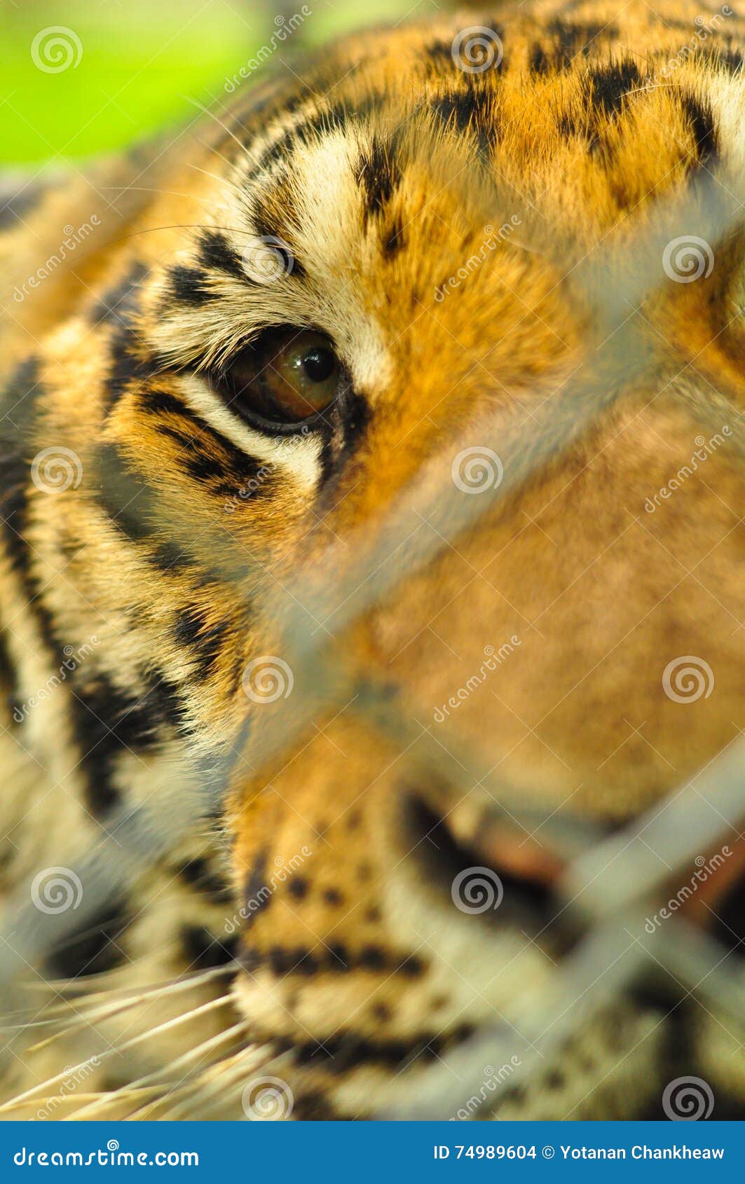 Tiger in the baluster cage stock photo. Image of danger - 74989604