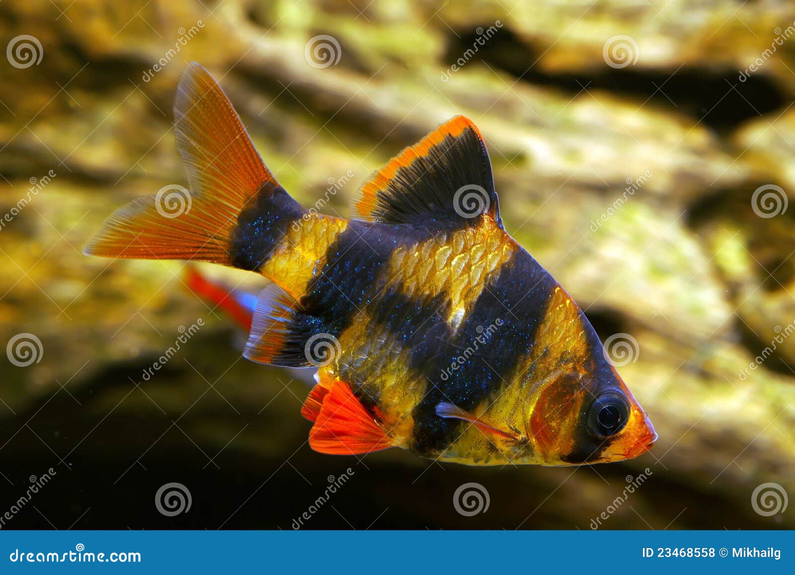Tiger barb stock photo. Image of fins, barb, freshwater - 23468558