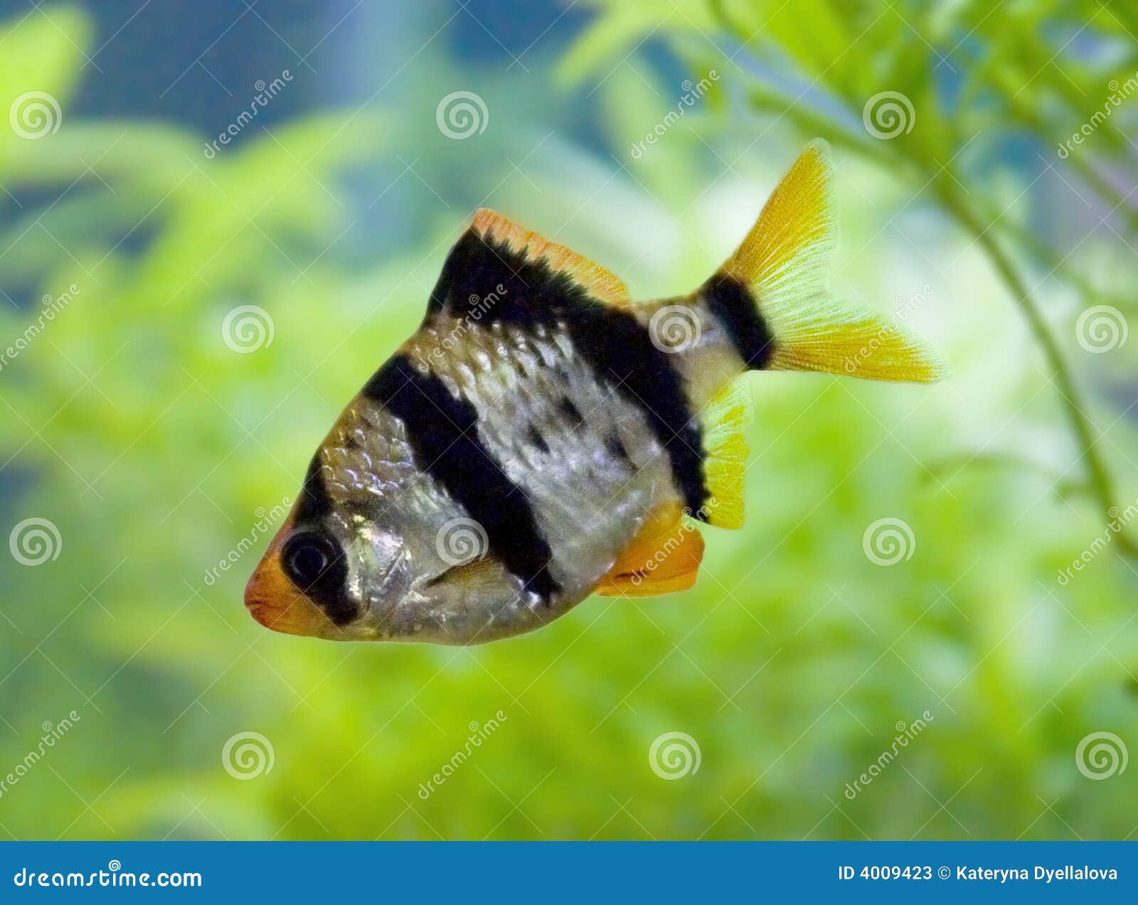 Tiger Barb Or Sumatra Barb Glofish Royalty-Free Stock Photo ...