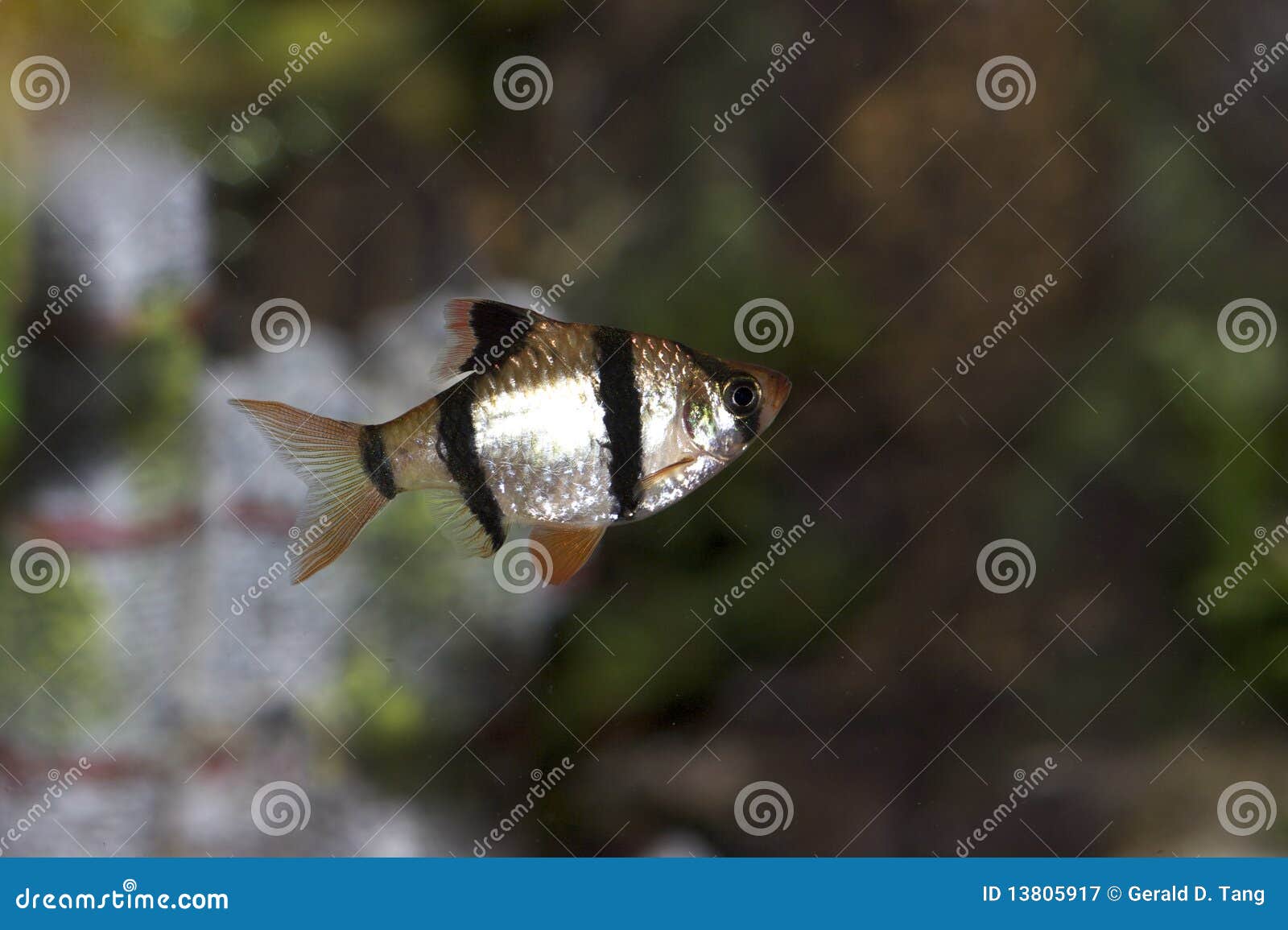 Tiger Barb Or Sumatra Barb Glofish Royalty-Free Stock Photo ...