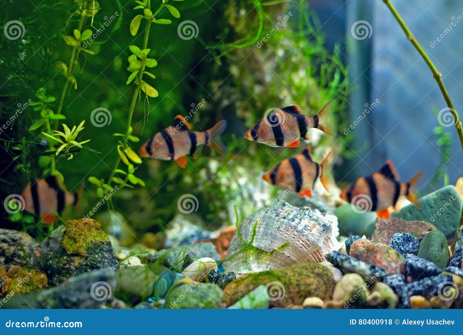 Tiger barb a in aquarium stock photo. Image of environment - 80400918