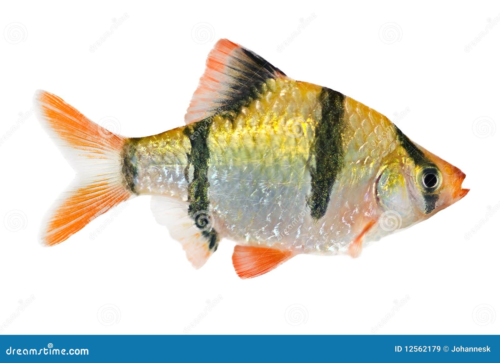 Tiger barb fish stock image. Image of fish, sumatra, black - 12562179