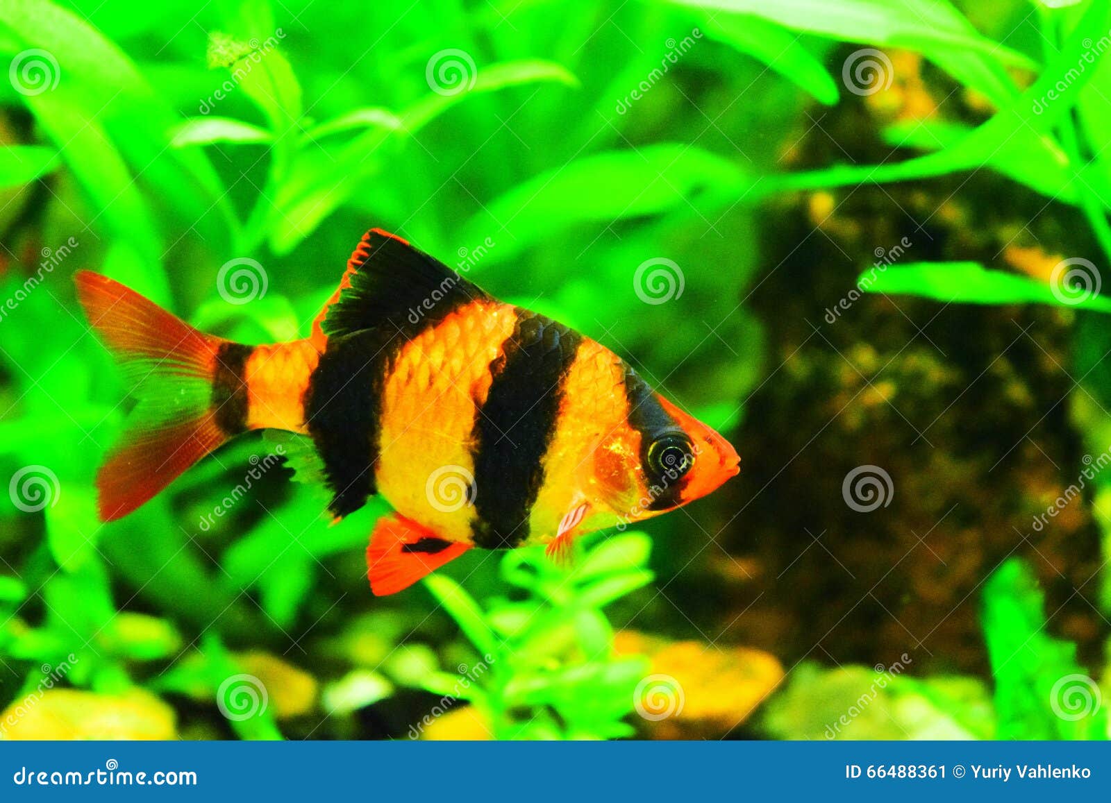 Tiger Barb in a Freshwater Aquarium Stock Image - Image of green, water ...