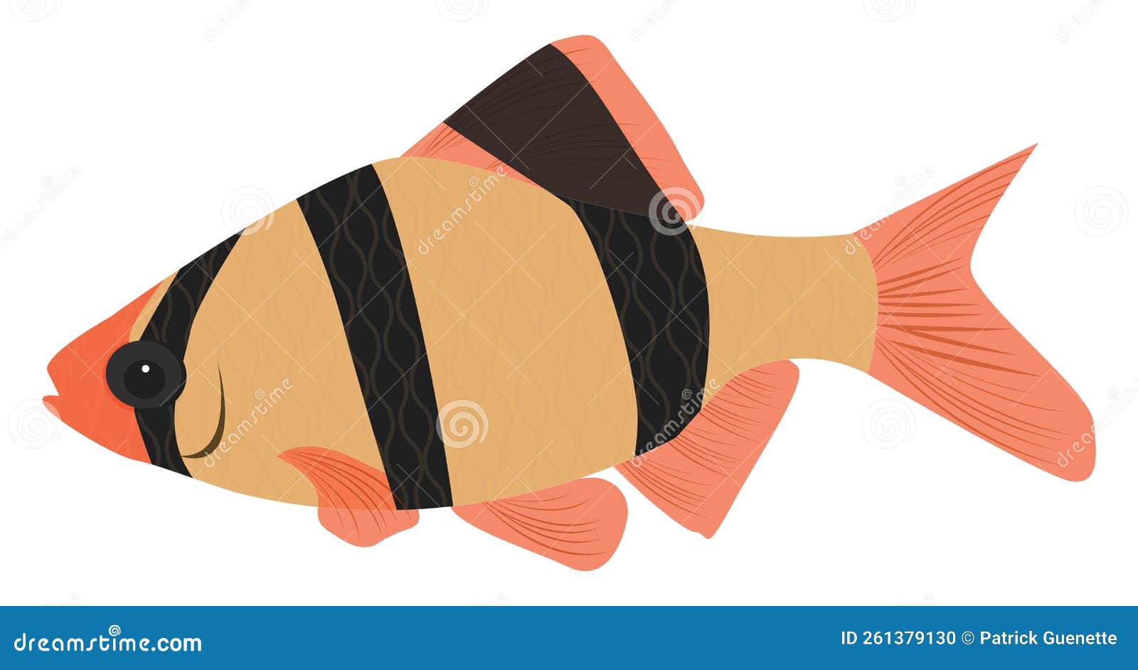 Tiger barb, icon stock vector. Illustration of water - 261379130