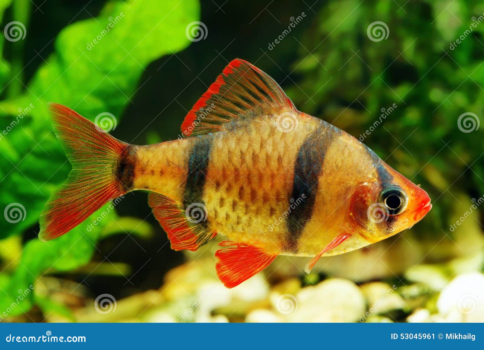 Tiger barb stock image. Image of little, sumatra, vivid - 53045961
