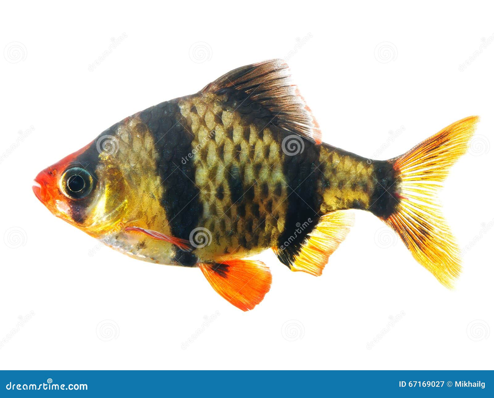 Tiger barb stock image. Image of sumatraus, tail, white - 67169027