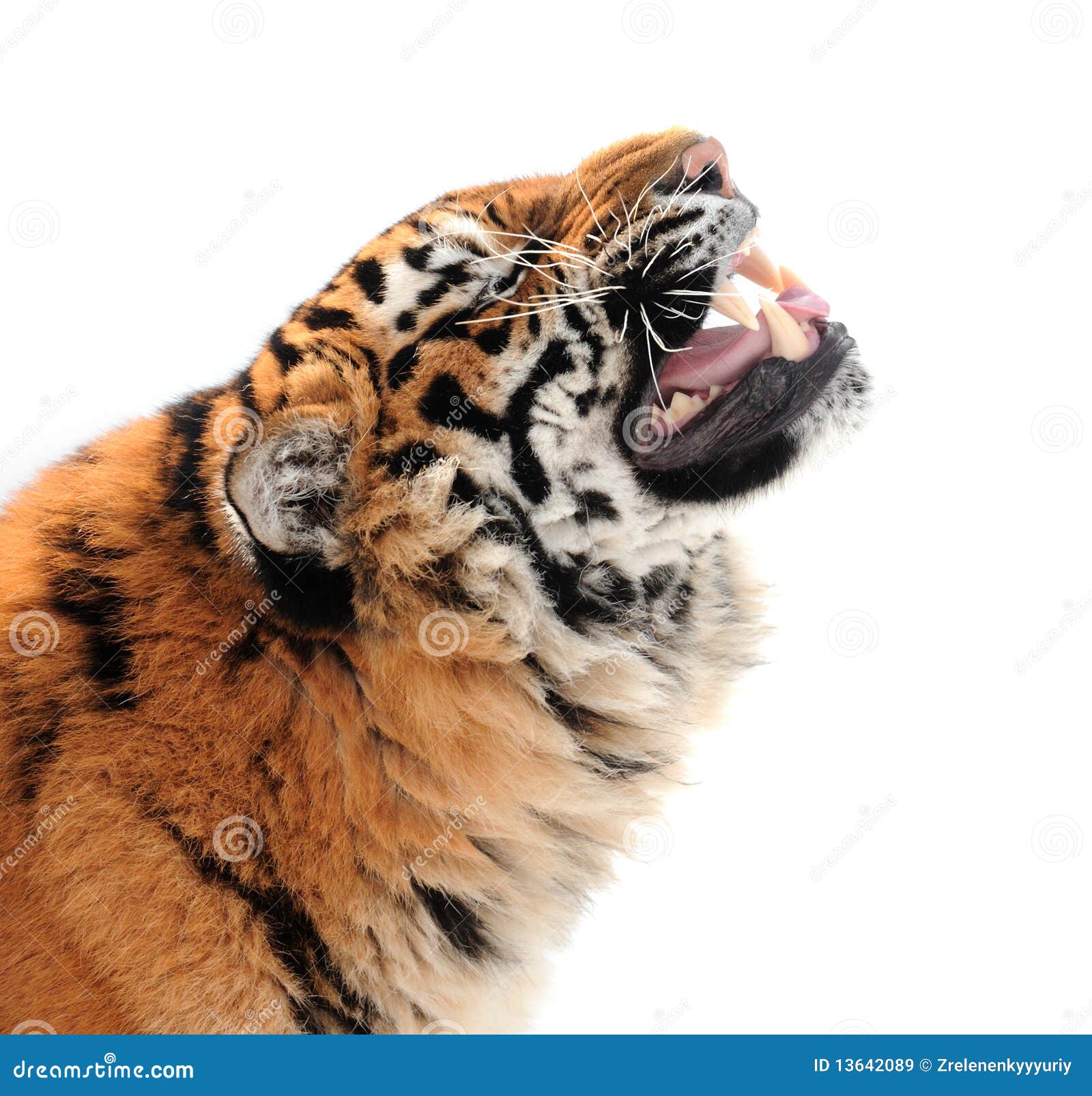 Tiger with bared fangs stock image. Image of orange, teeth - 13642089