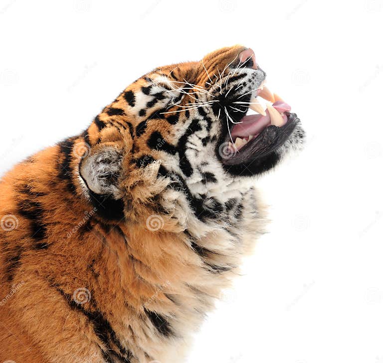 Tiger with bared fangs stock image. Image of orange, teeth - 13642089