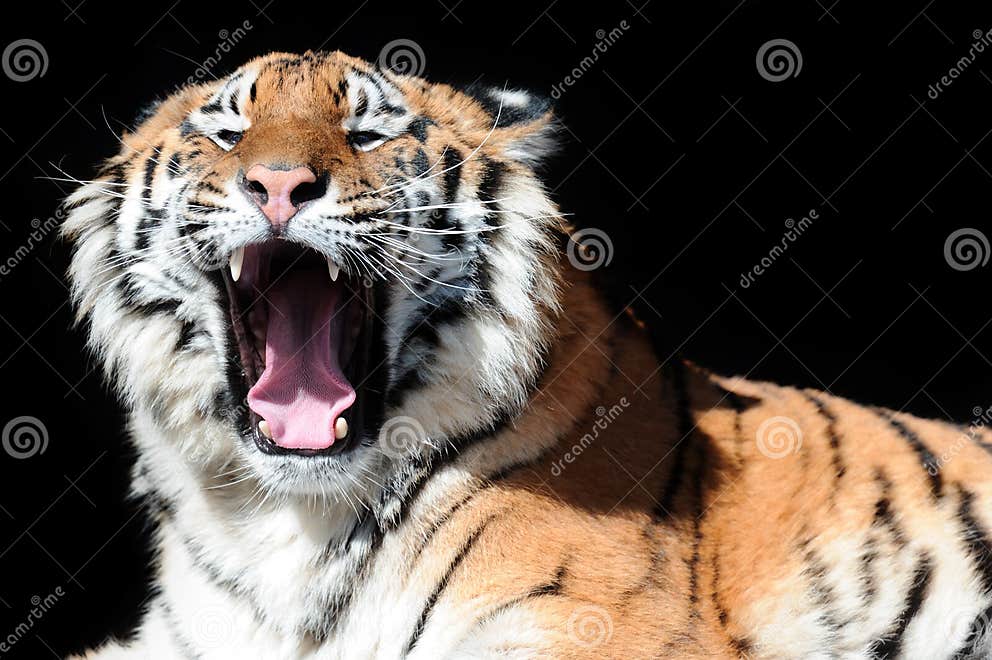Tiger with Bared Fangs on the Black Background Stock Image - Image of ...