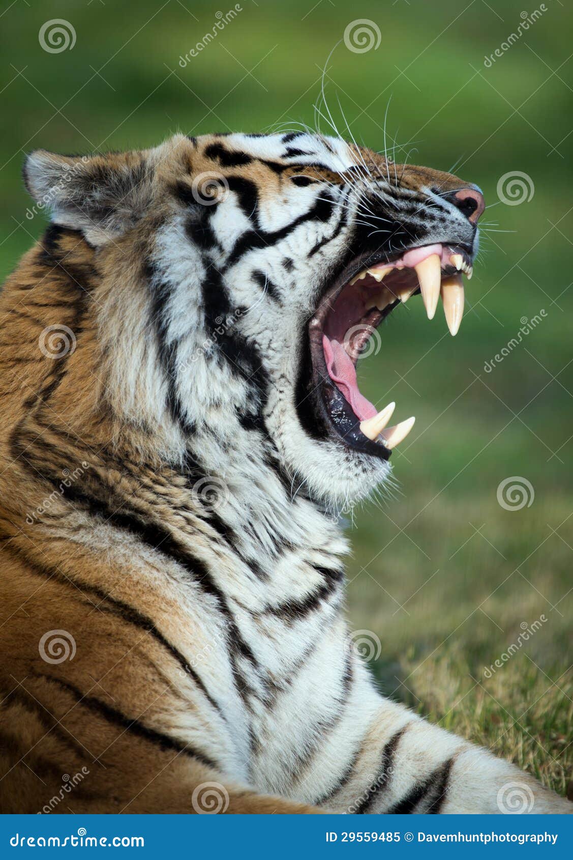 Tiger Baring Teeth stock image. Image of species, tigris - 29559485