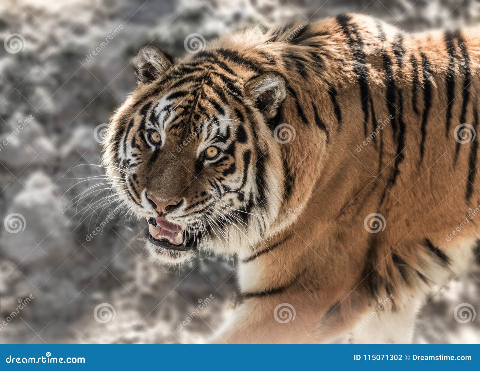 Tiger with Baring Teeth on the Stone Background in Daytime Stock Photo ...