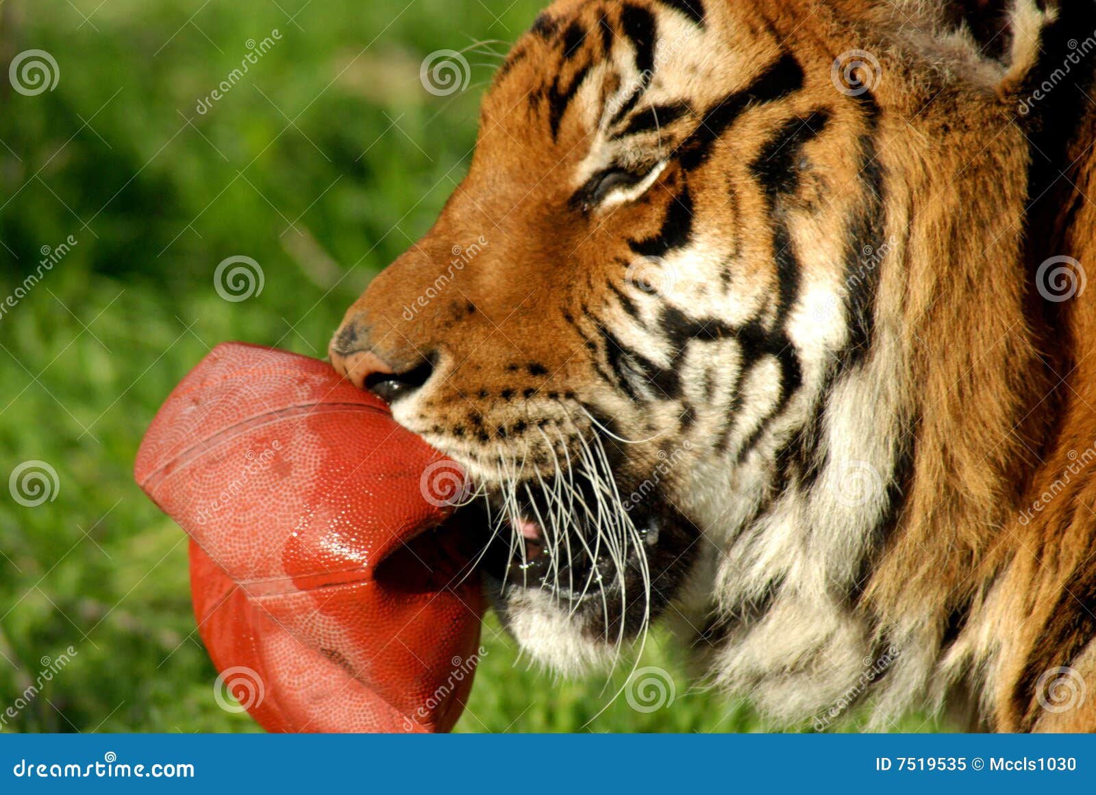 Tiger and Basketball stock image. Image of animal, closeup - 7519535