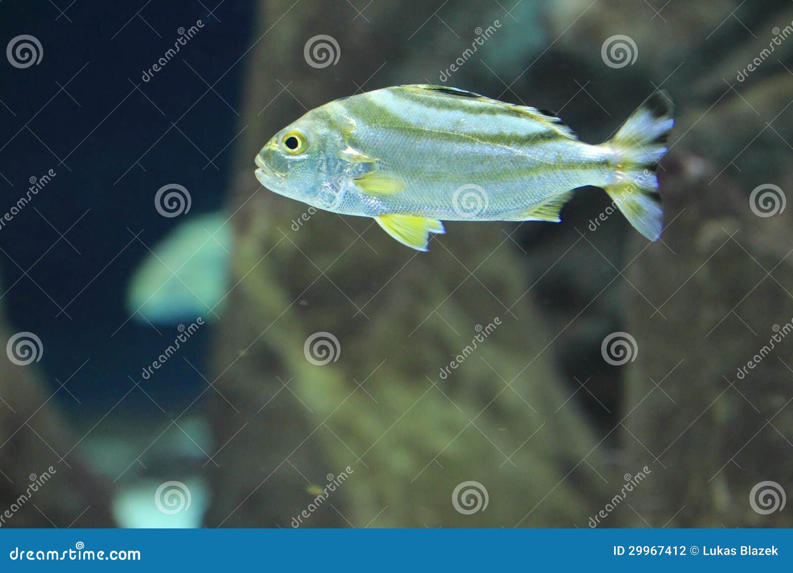 Tiger bass stock photo. Image of life, tiger, jarbua - 29967412
