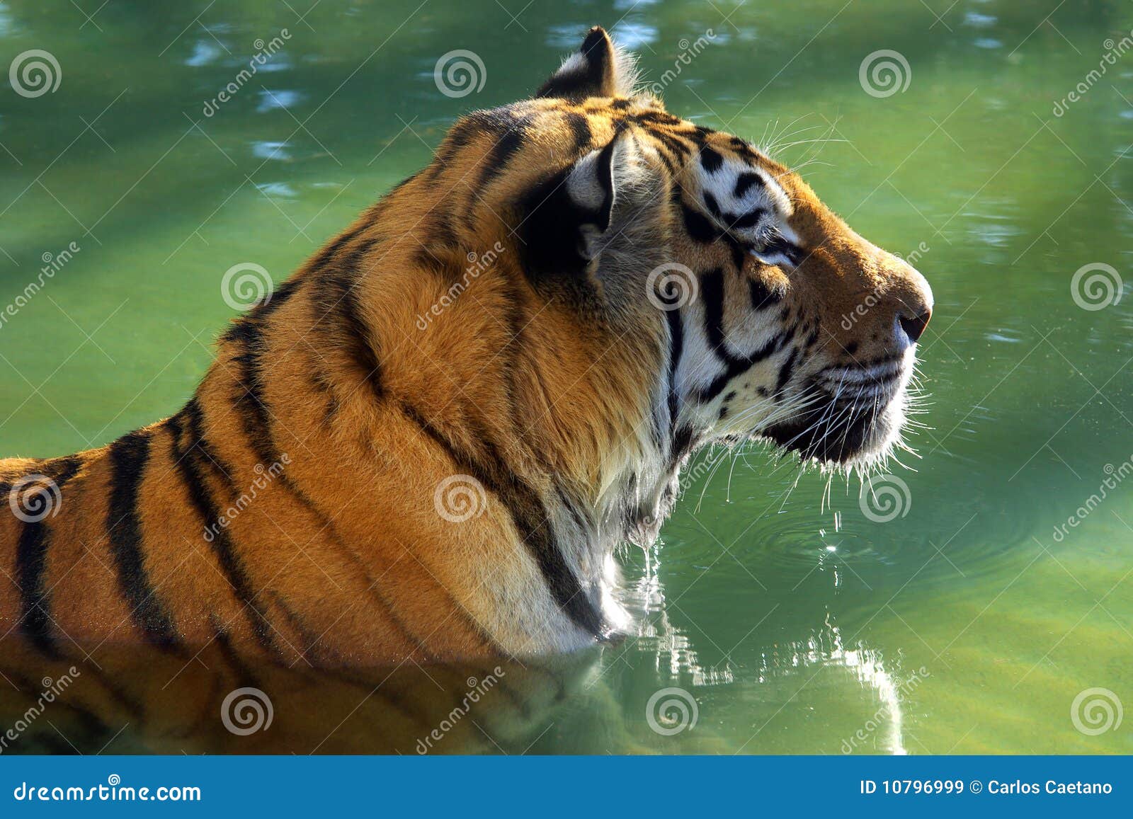 Tiger Bath stock image. Image of jungle, green, conservation - 10796999