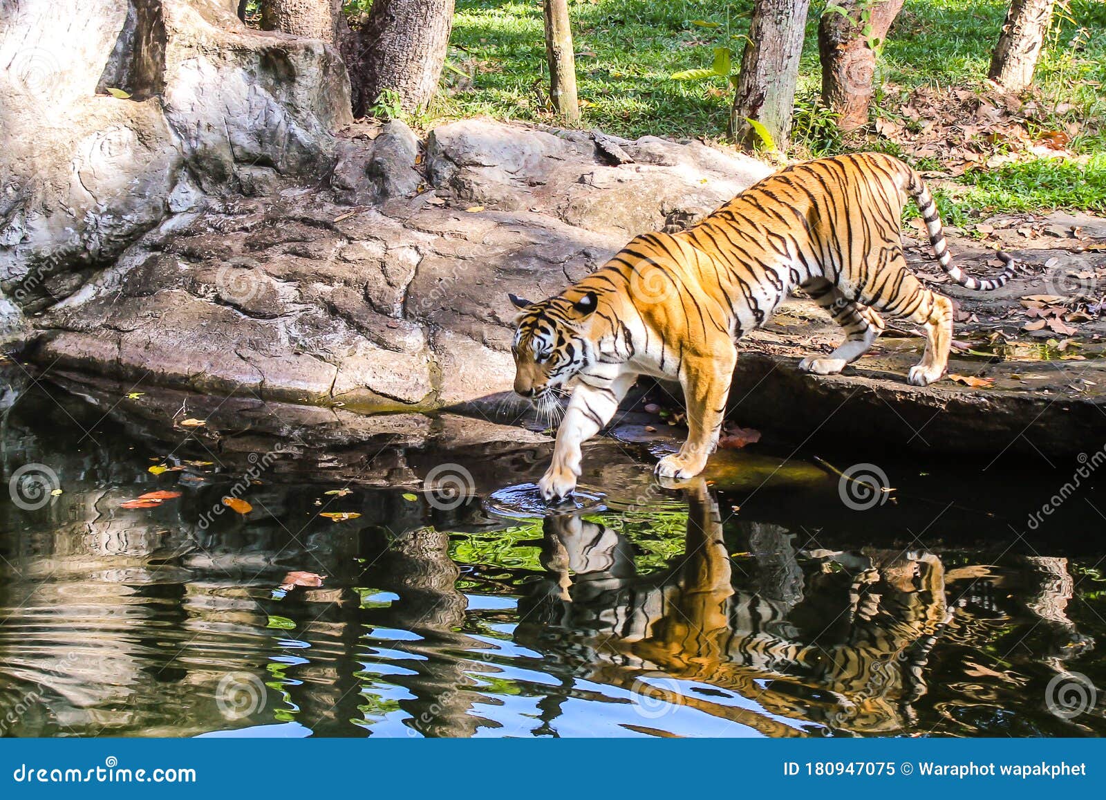 A Tiger is Bathing in the Jungle Stock Image - Image of tigress ...