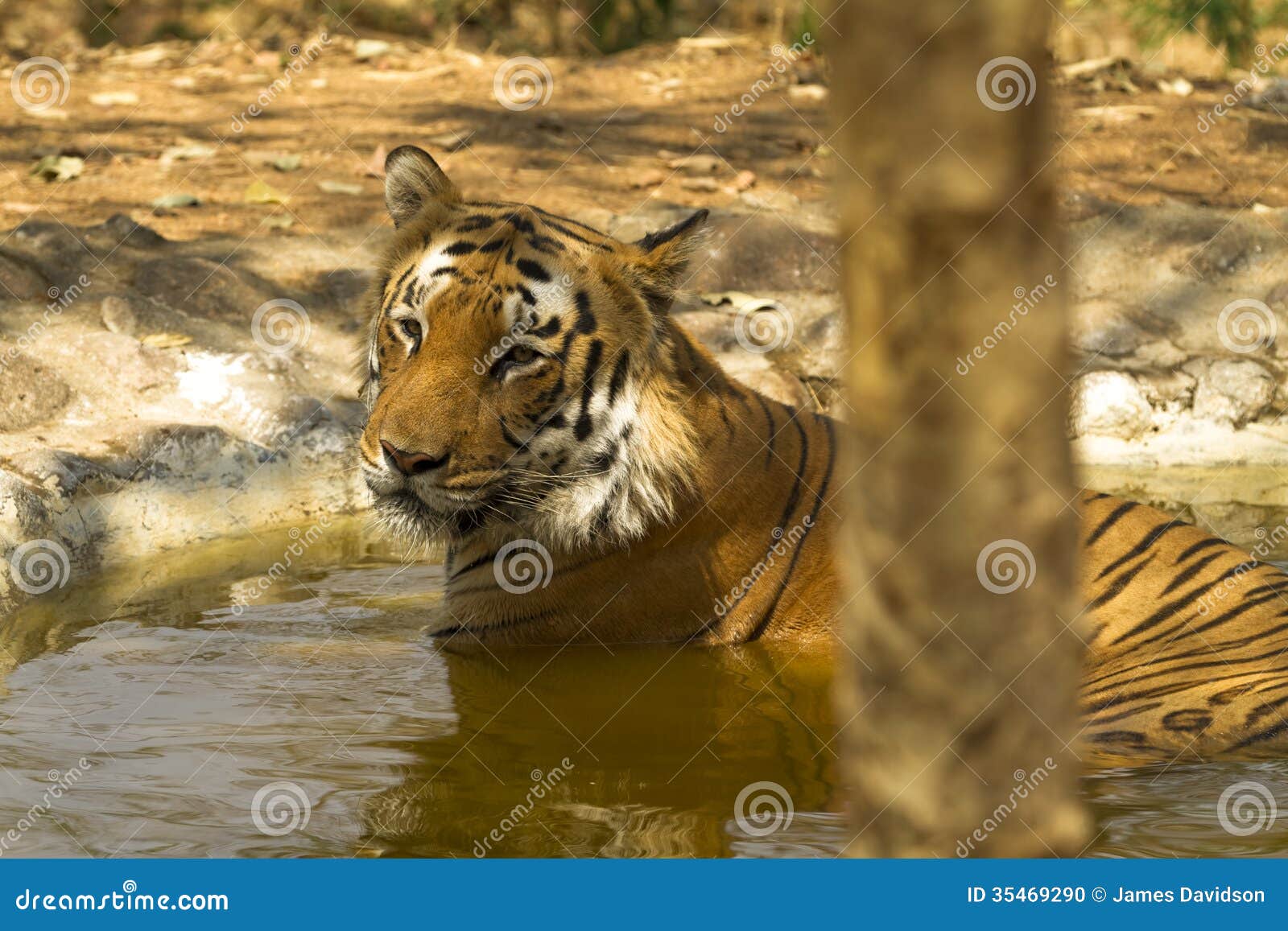 Tiger Bathing in a pool stock photo. Image of resting - 35469290