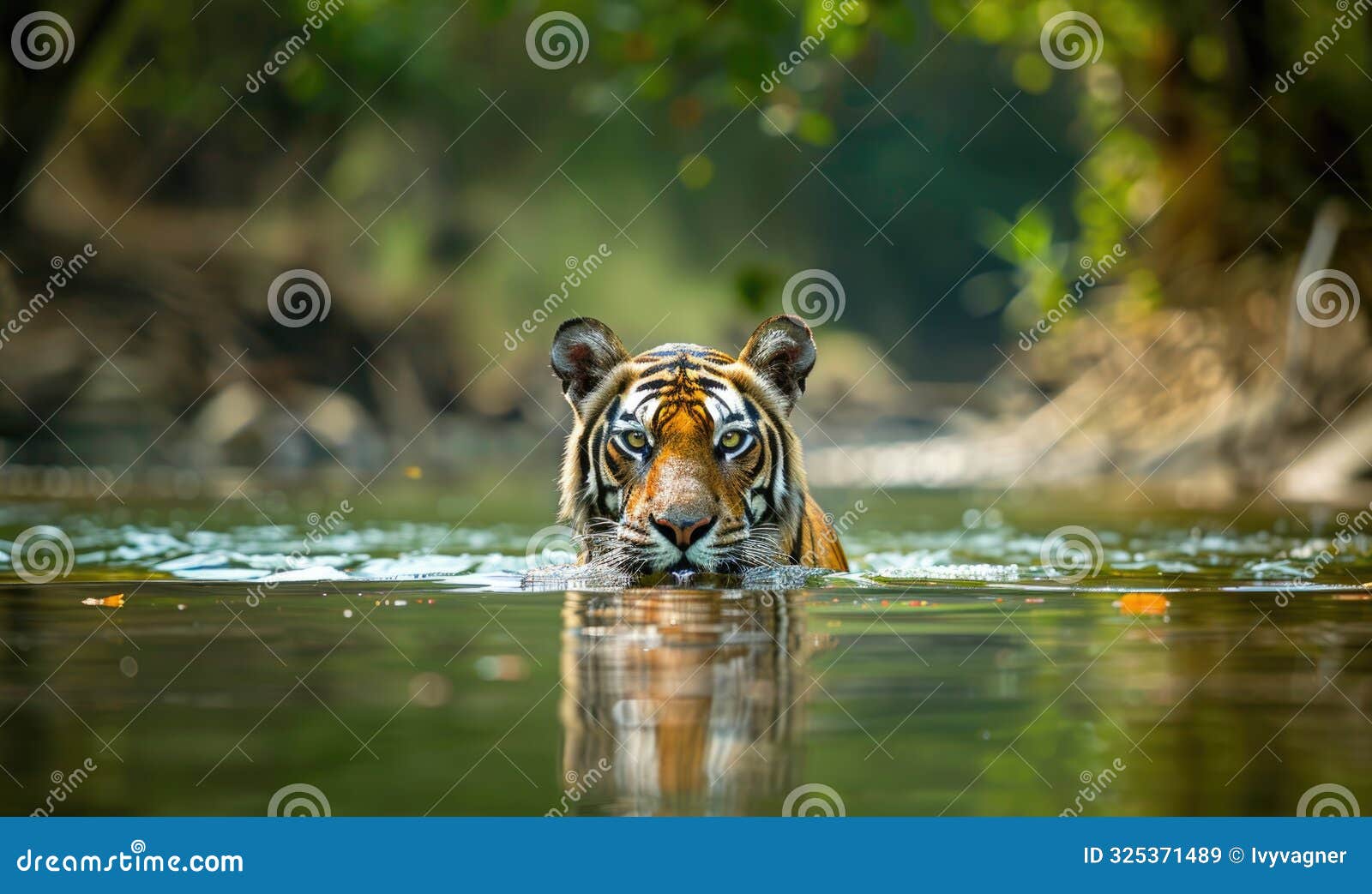 Tiger Bathing in the River Cool Water Stock Image - Image of jungle ...
