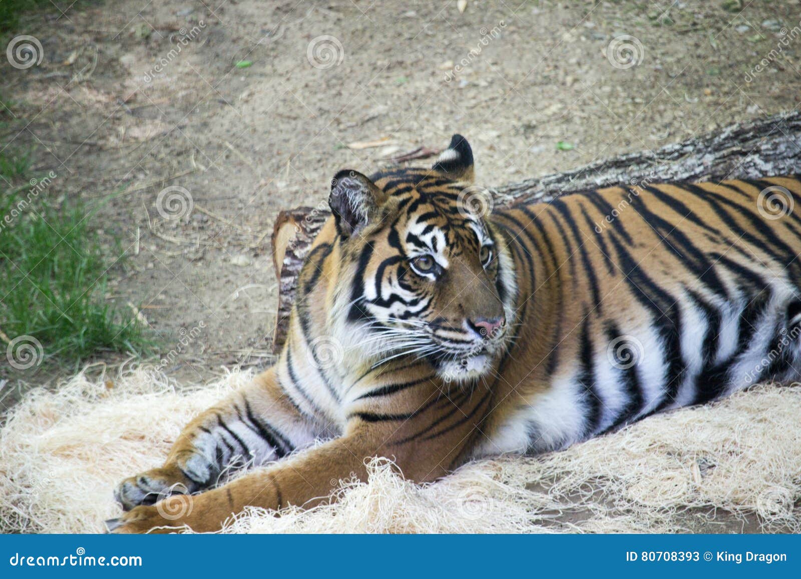 Tiger stock image. Image of like, carnivore, skin, conservation - 80708393