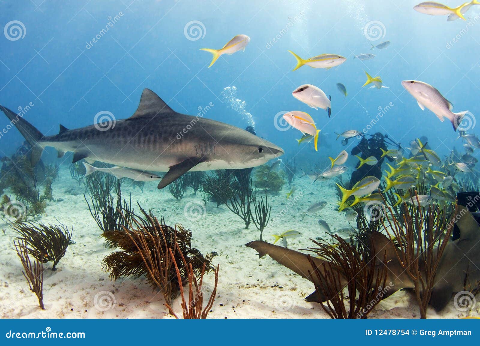 Tiger Beach stock photo. Image of nature, marine, shark - 12478754