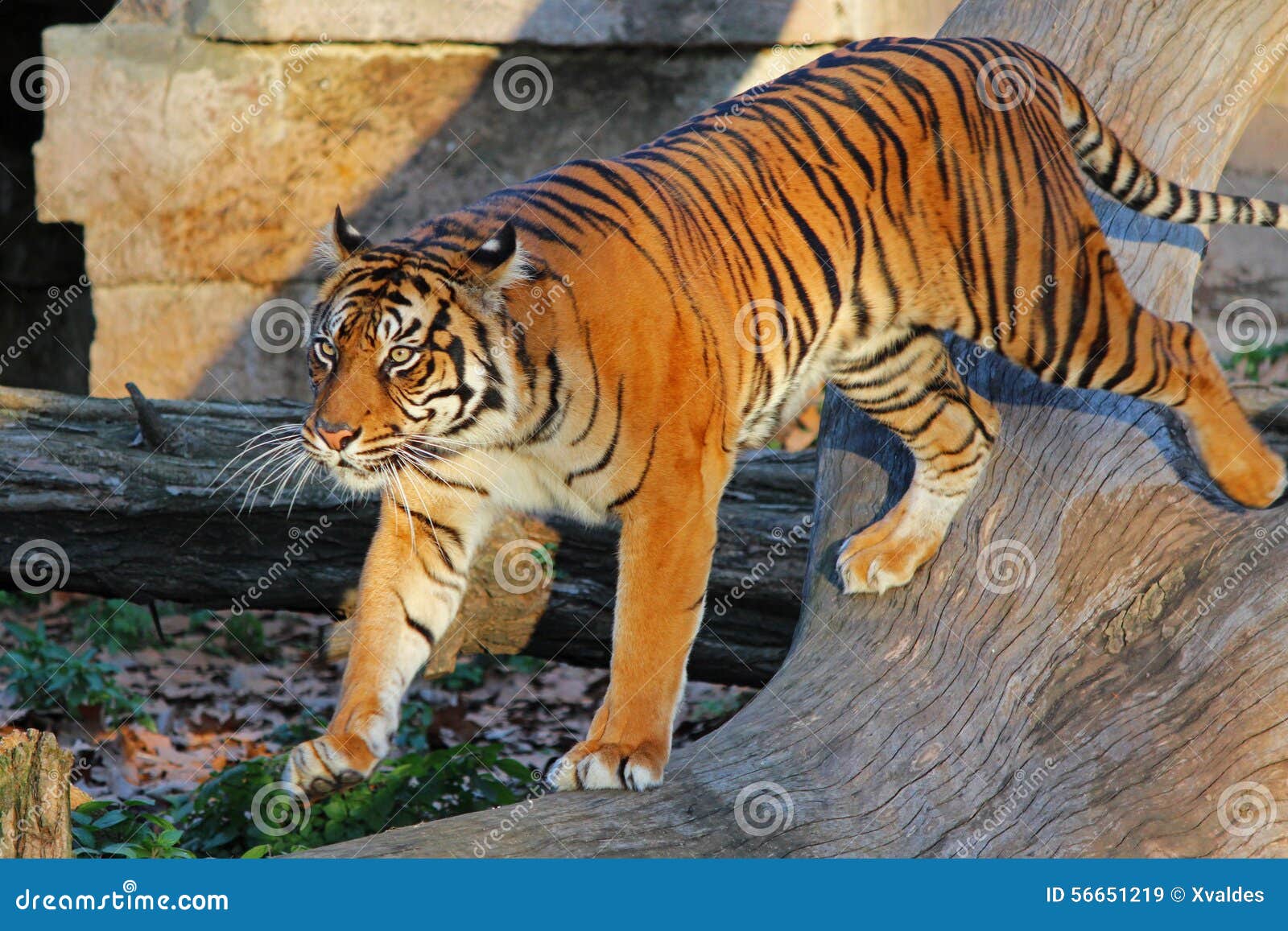 Tiger stock image. Image of cute, body, cage, alone, animal - 56651219