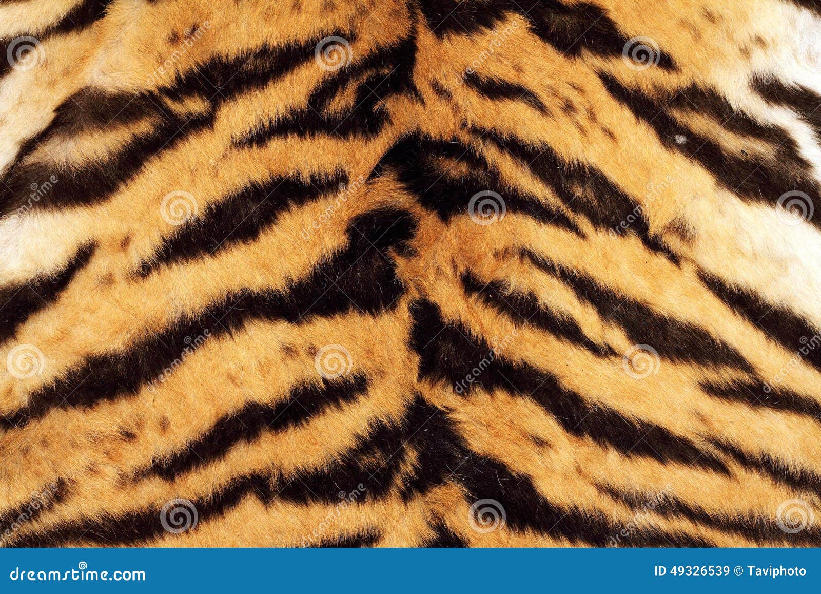 Tiger Beautiful Texture of Real Fur Stock Image - Image of carnivore ...
