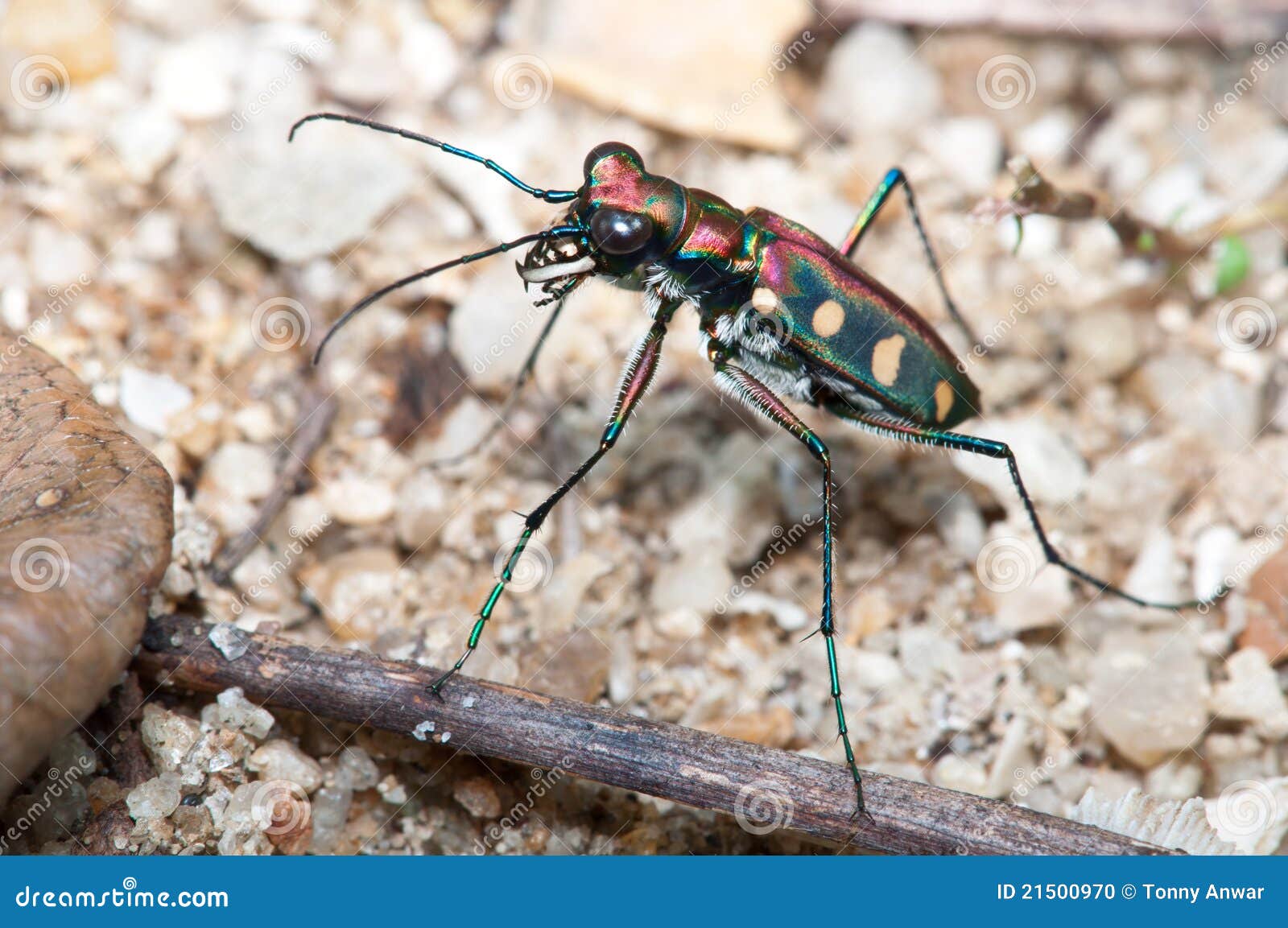 Tiger Beetle stock photo. Image of danger, eyes, beetles - 21500970