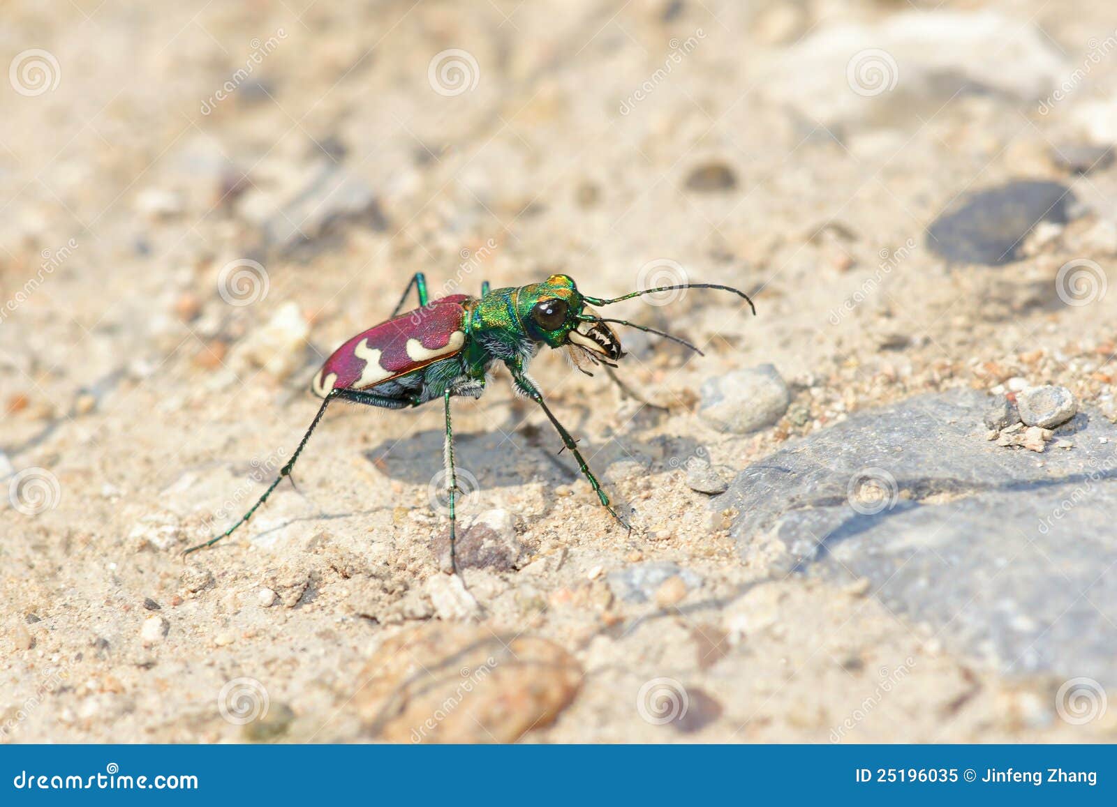Tiger beetle stock image. Image of beetle, nature, animals - 25196035