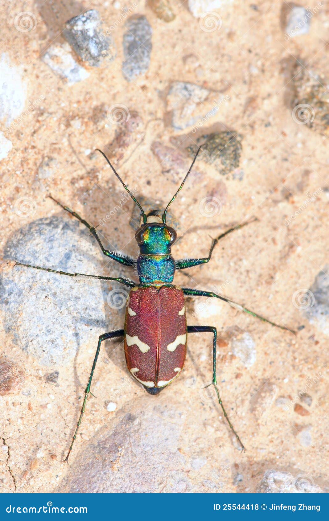 Tiger beetle stock photo. Image of nature, animal, stones - 25544418