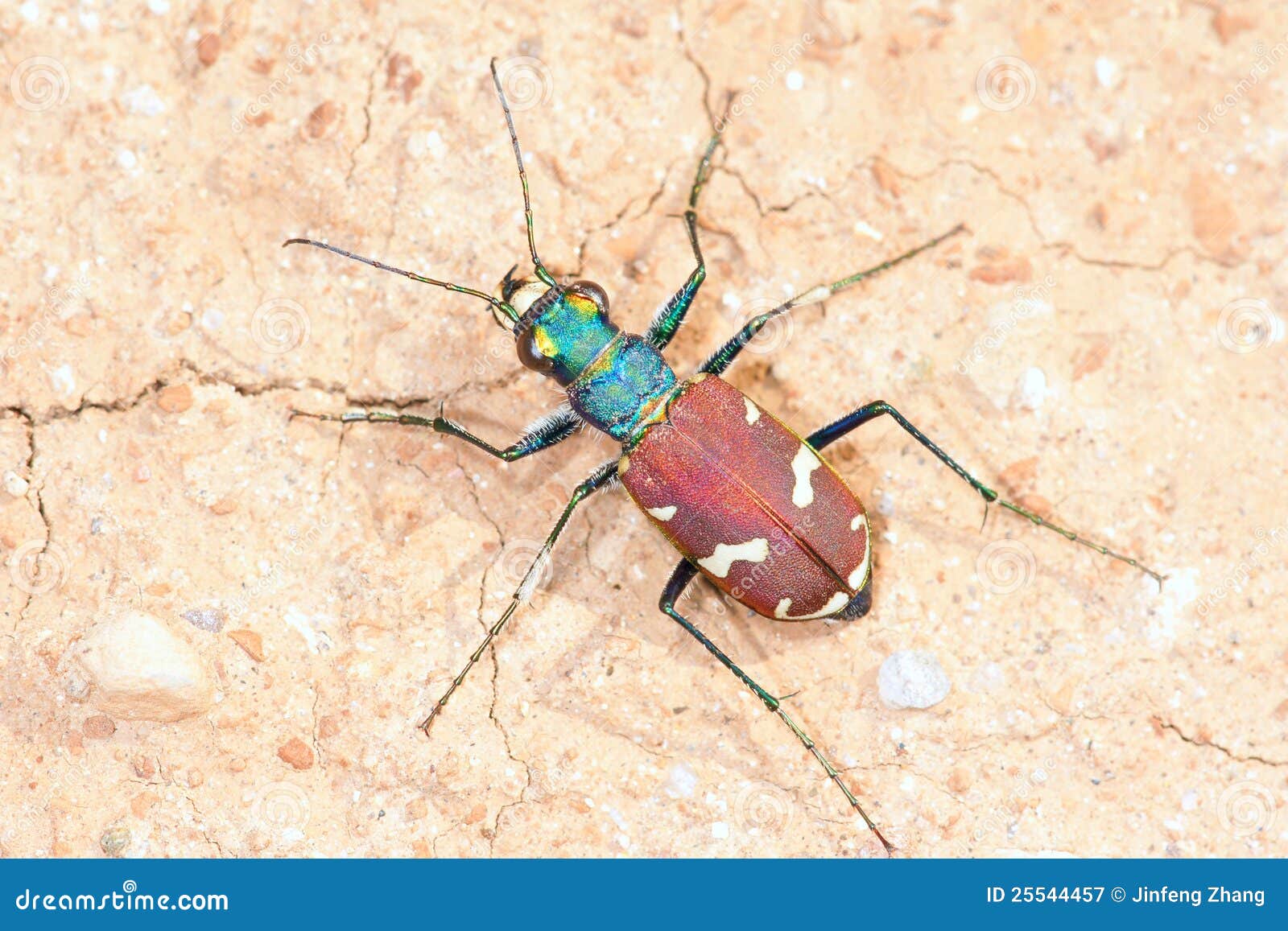 Tiger beetle stock image. Image of insects, macro, stones - 25544457