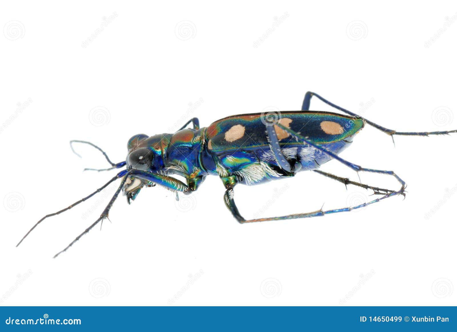 Tiger beetle bug insect stock image. Image of cicindela - 14650499