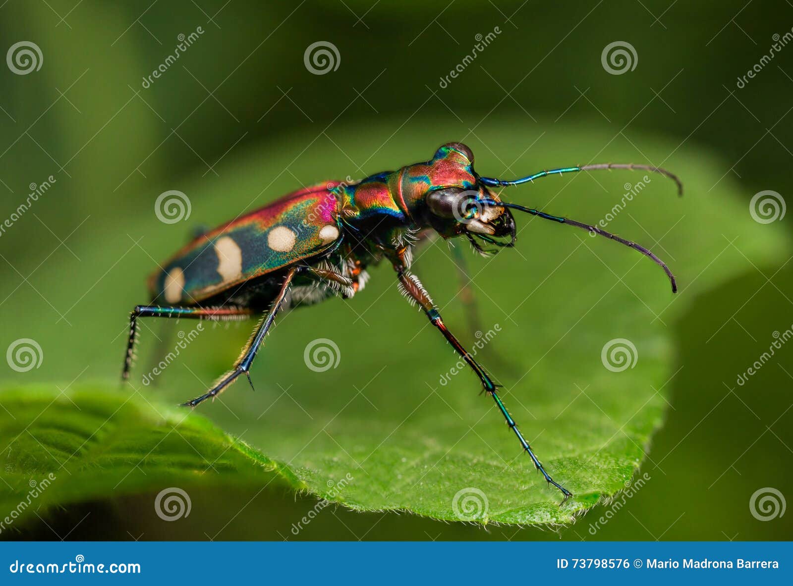 Tiger Beetle stock photo. Image of strong, amazing, cicindela - 73798576