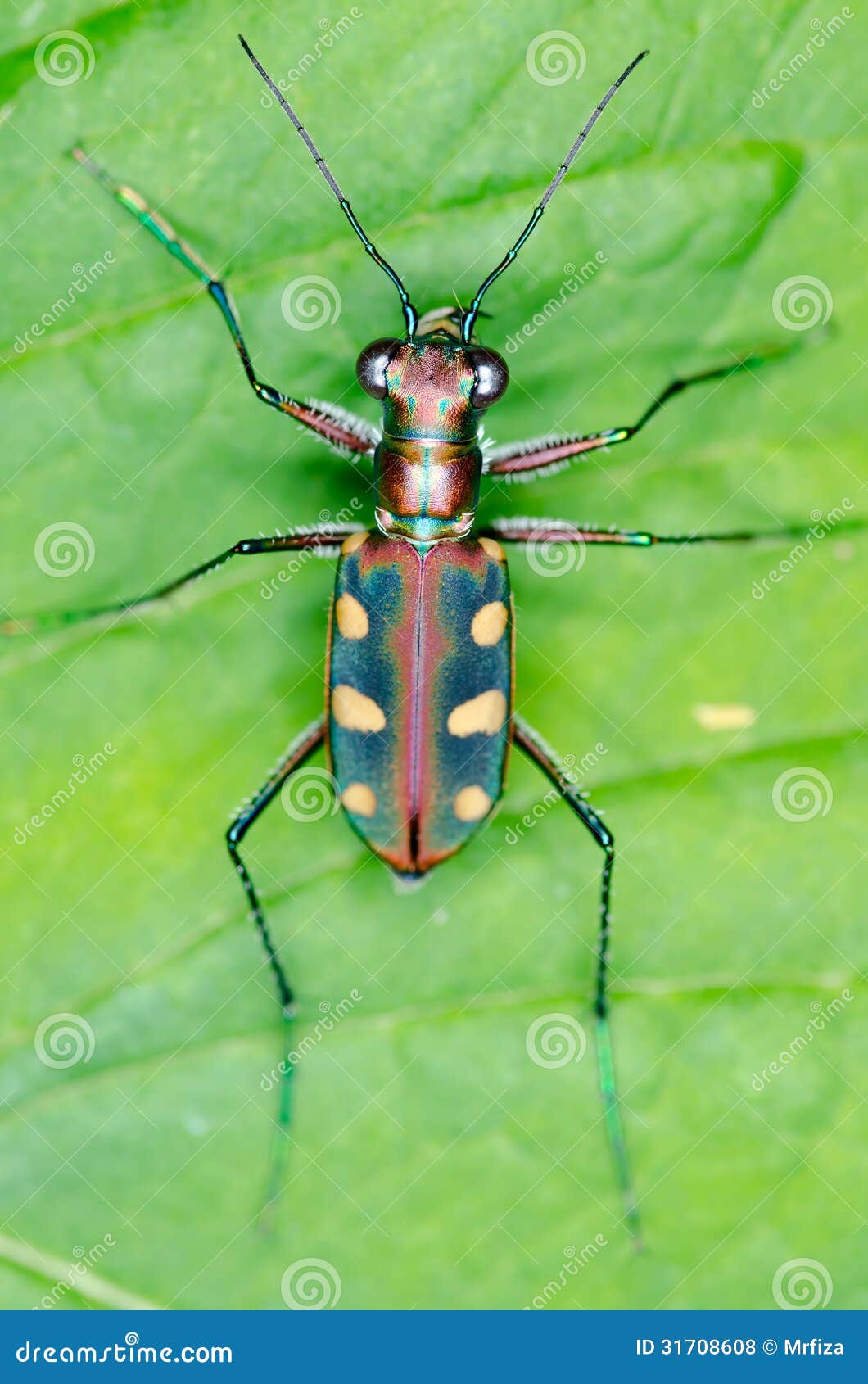 Tiger beetle stock photo. Image of leaf, pest, orange - 31708608