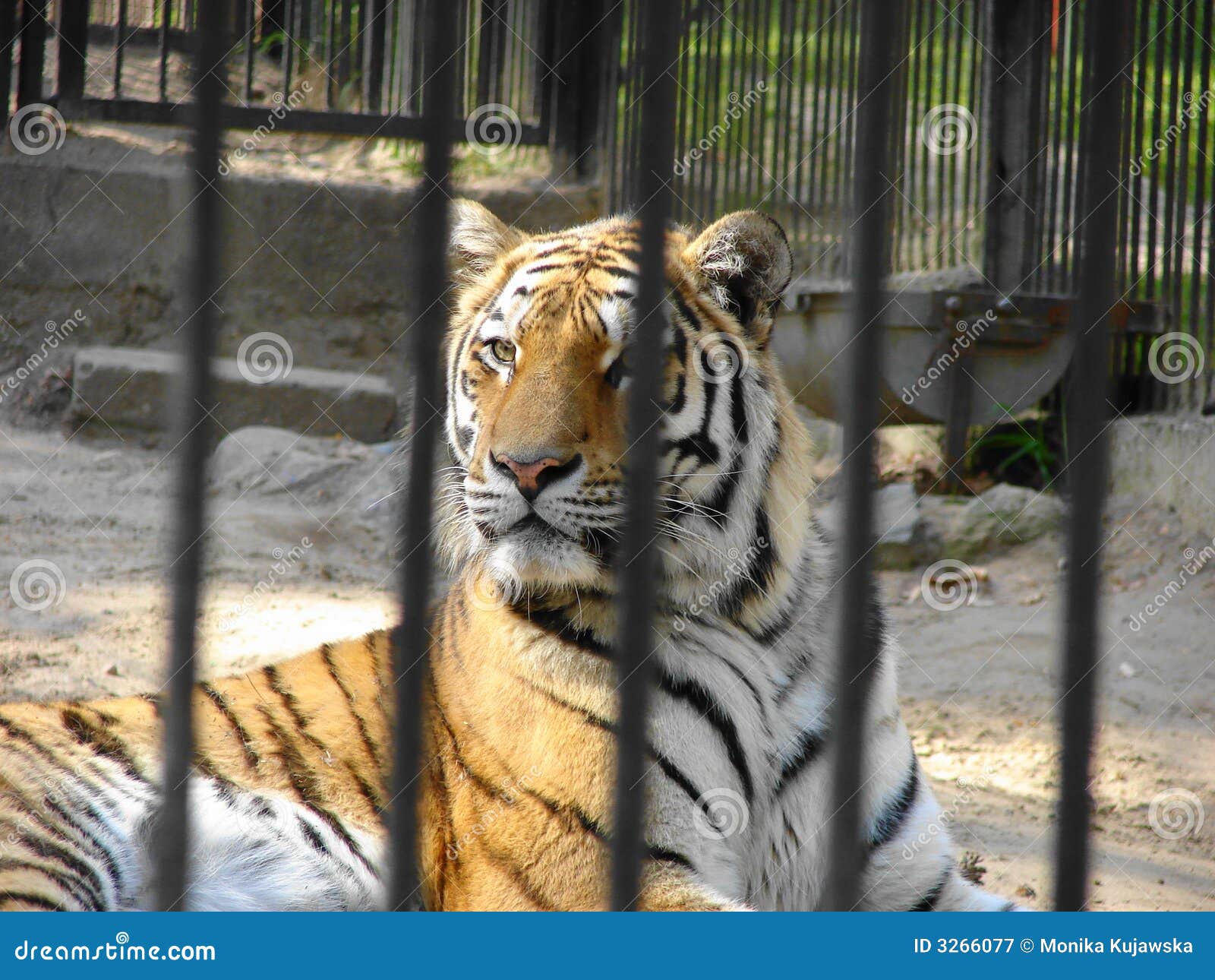 Tiger behind bars stock image. Image of bars, animal, freedom - 3266077