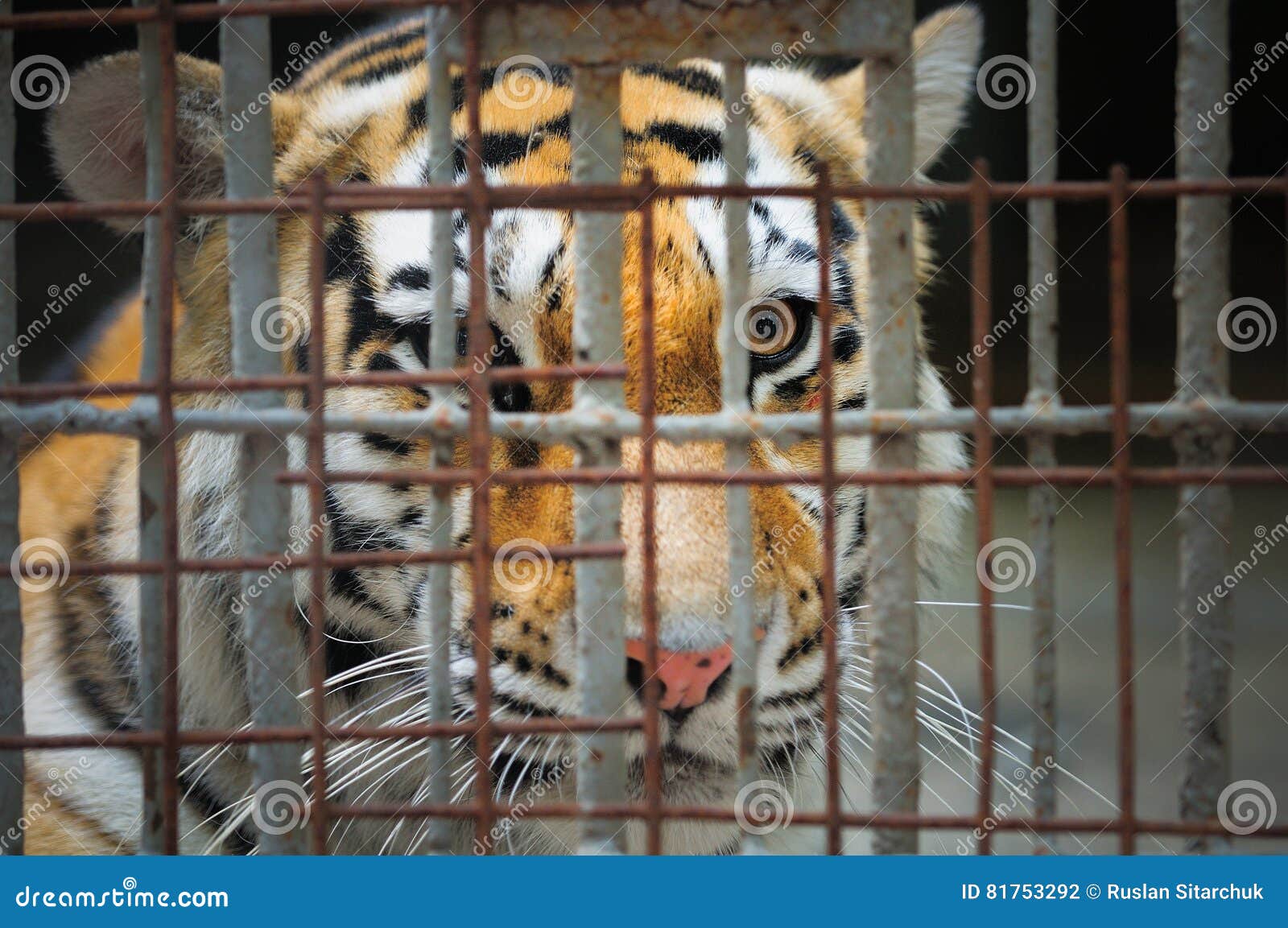 Tiger behind bars stock photo. Image of captivity, animal - 81753292