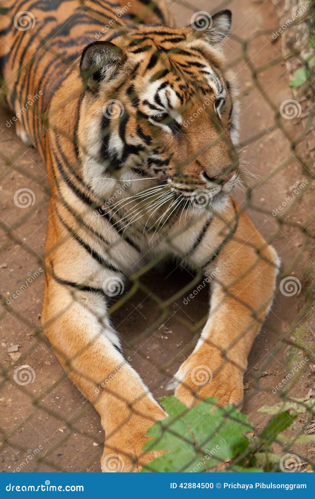 Tiger behind bars stock photo. Image of animal, docile - 42884500
