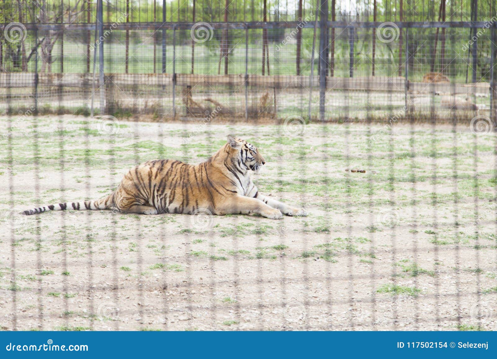 Tiger behind bars stock photo. Image of captivity, caged - 117502154