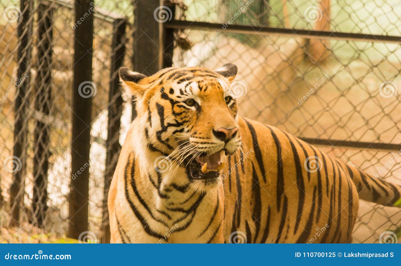 Tiger Behind the Cage in Zoo.,closeup Stock Image - Image of apex, face ...