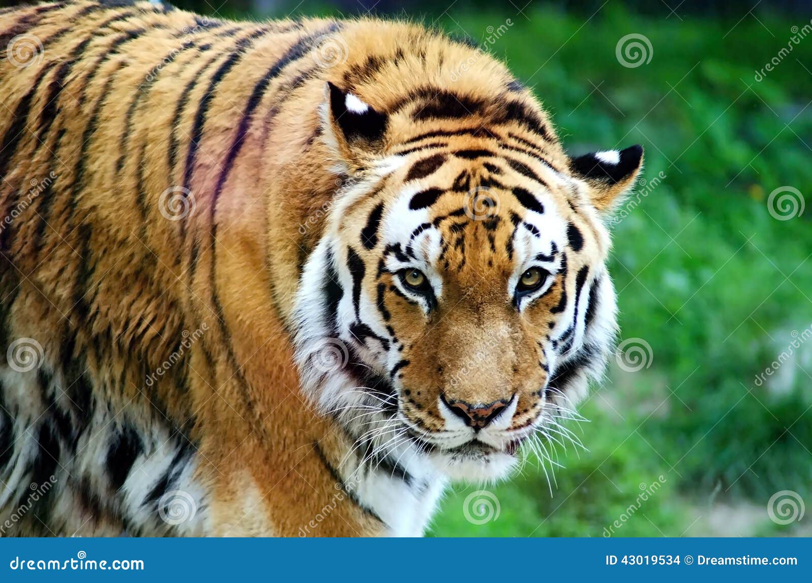 Tiger stock photo. Image of beautiful, animal, wild, head - 43019534