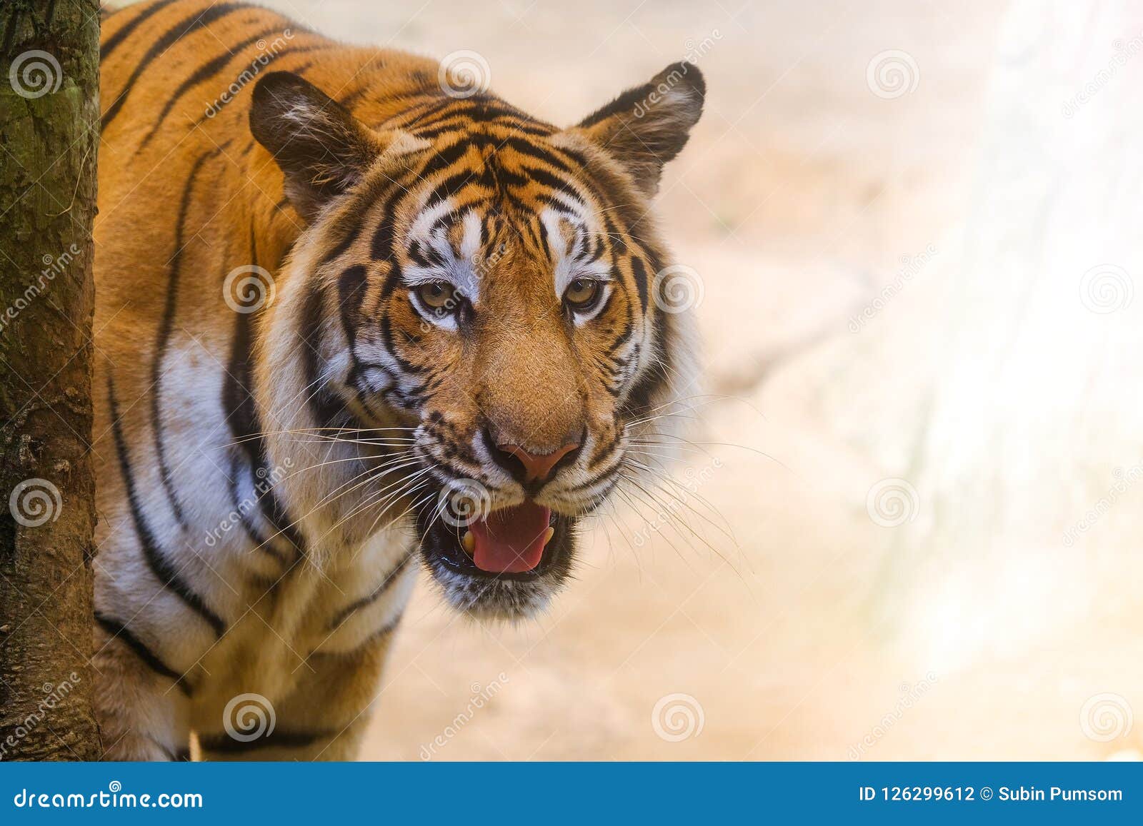 Tiger Behind Bars Royalty-Free Stock Image | CartoonDealer.com #160391350