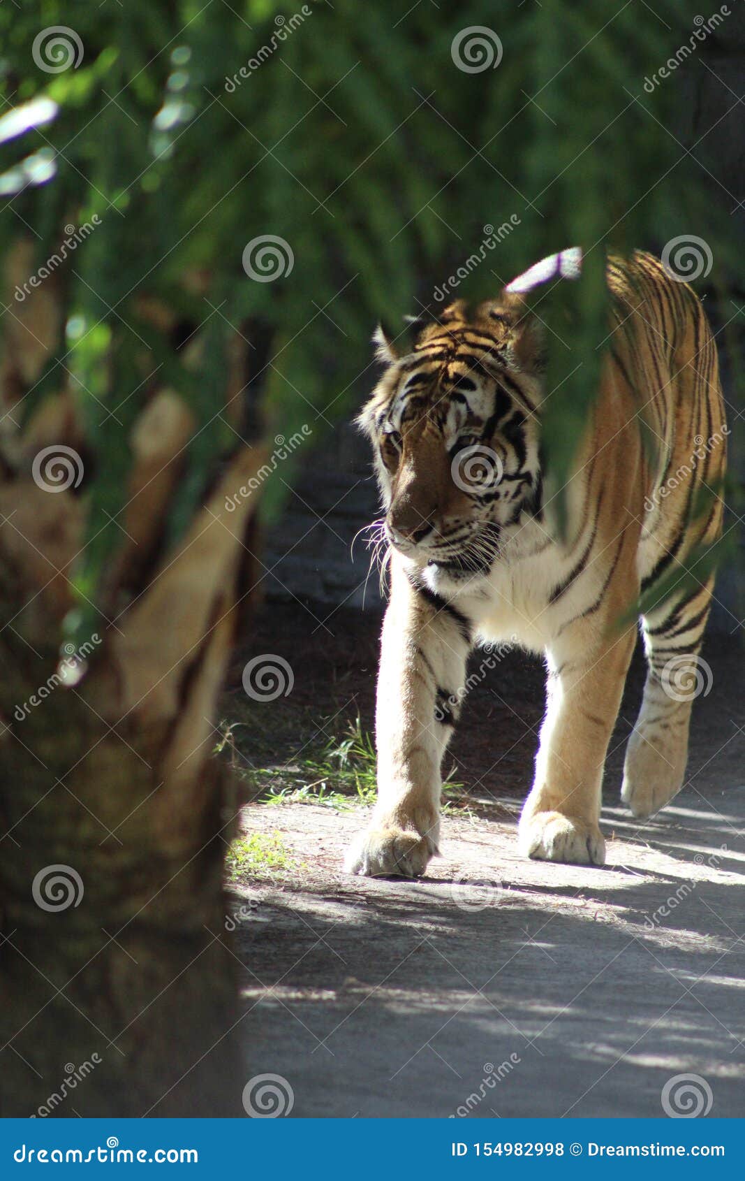 Tiger behind leaves tree stock photo. Image of asia - 154982998
