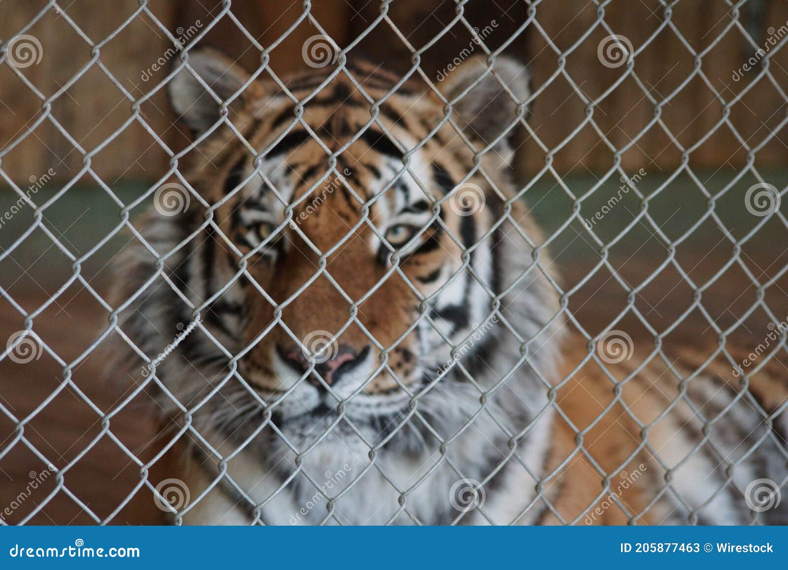 Tiger Behind the Net in a Cage Stock Image - Image of animal, feline ...