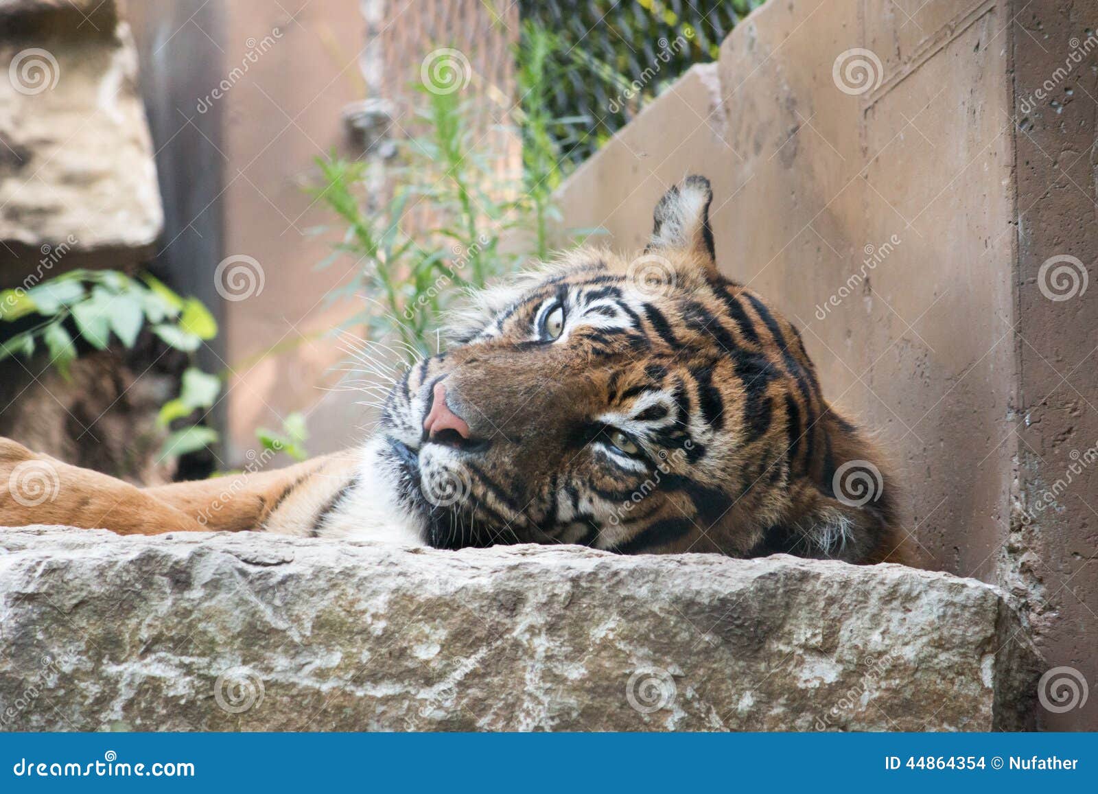Tiger being lazy stock photo. Image of laying, summer - 44864354