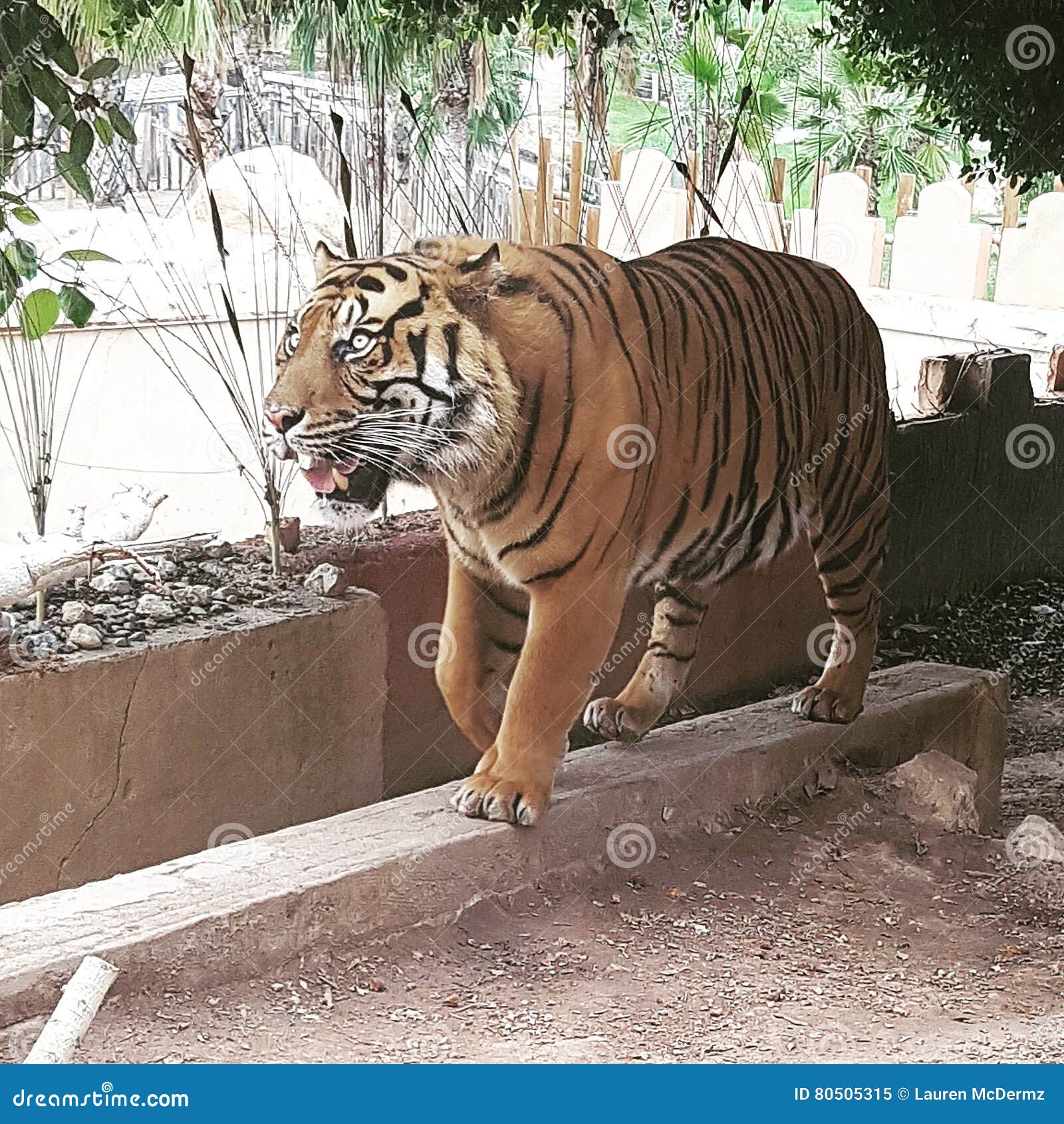 Tiger in Benidorm stock image. Image of benidorm, beautiful - 80505315
