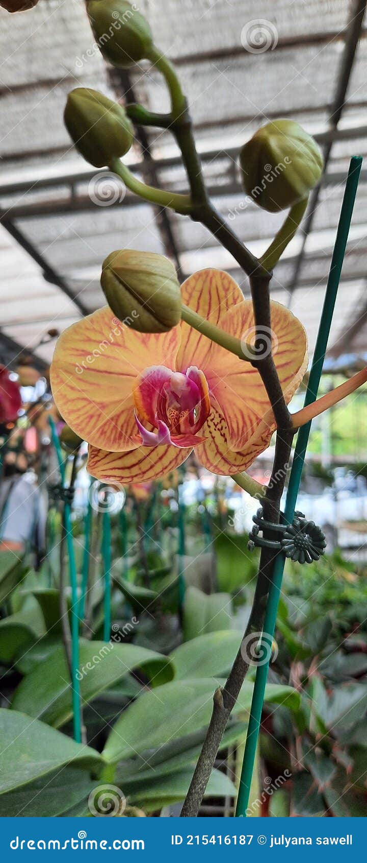 Tiger. Berbelang Harimau. Oren Pink Stock Image - Image of berbelang ...