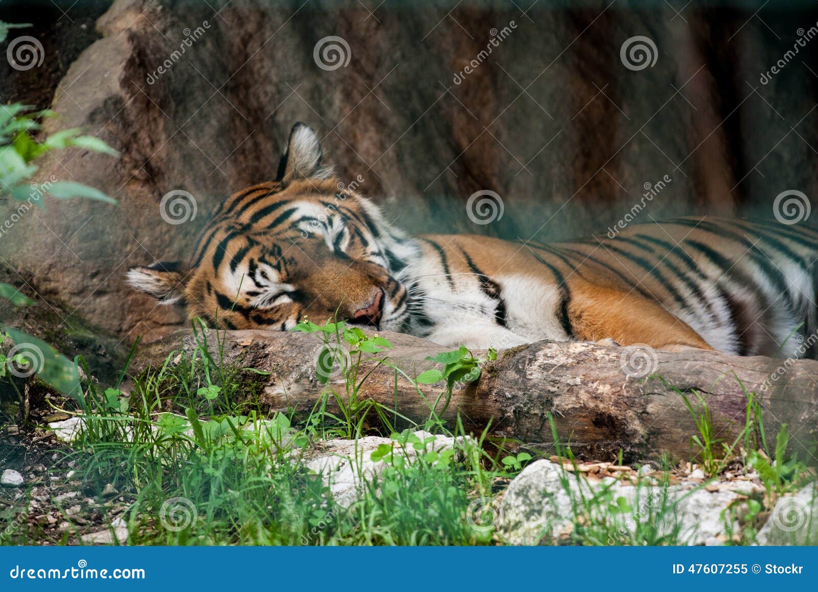 Tiger stock image. Image of anger, hunter, jungle, beautiful - 47607255
