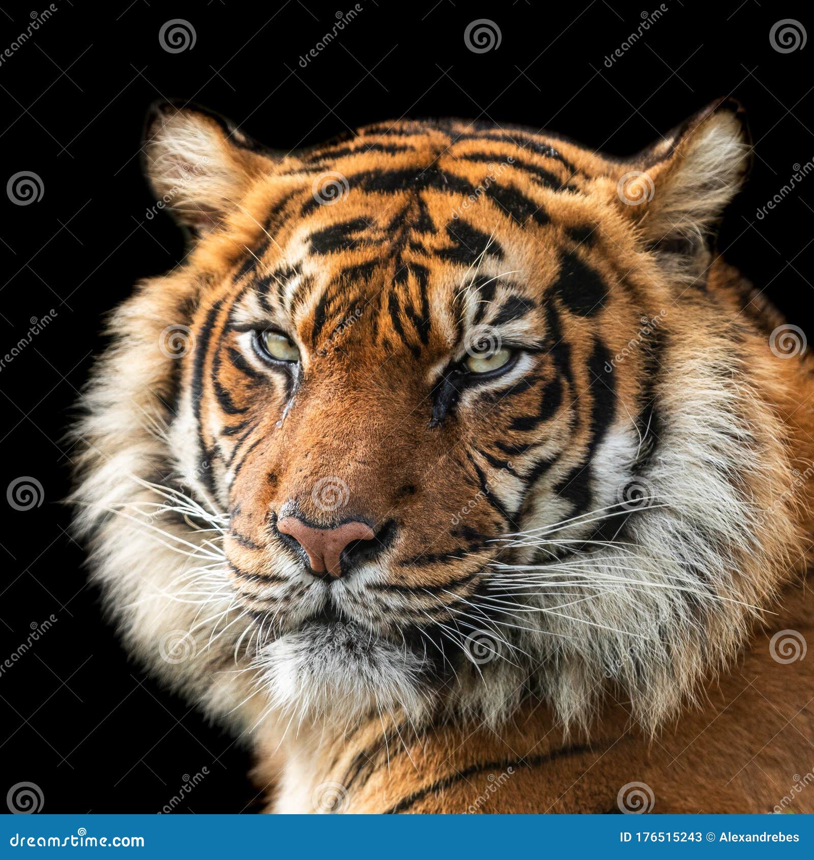 Tiger Face Images Hd