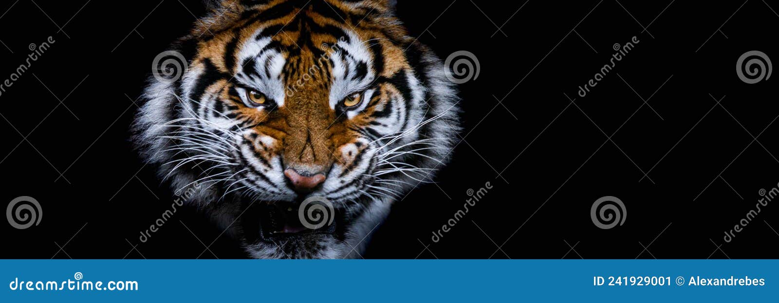 Tiger with a Black Background Stock Image - Image of holiday, concept ...