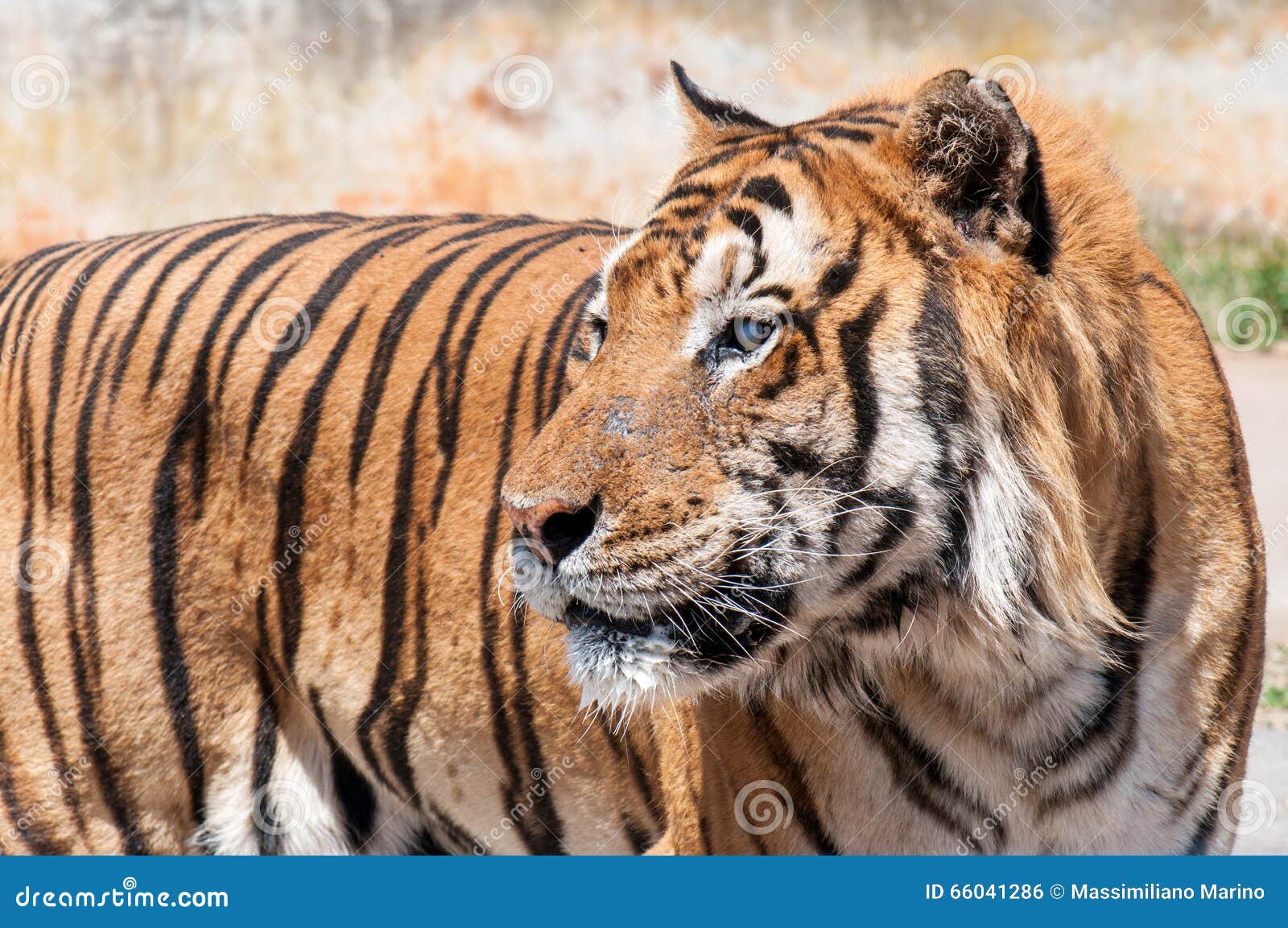 Tiger with a blind eye stock photo. Image of predator - 66041286