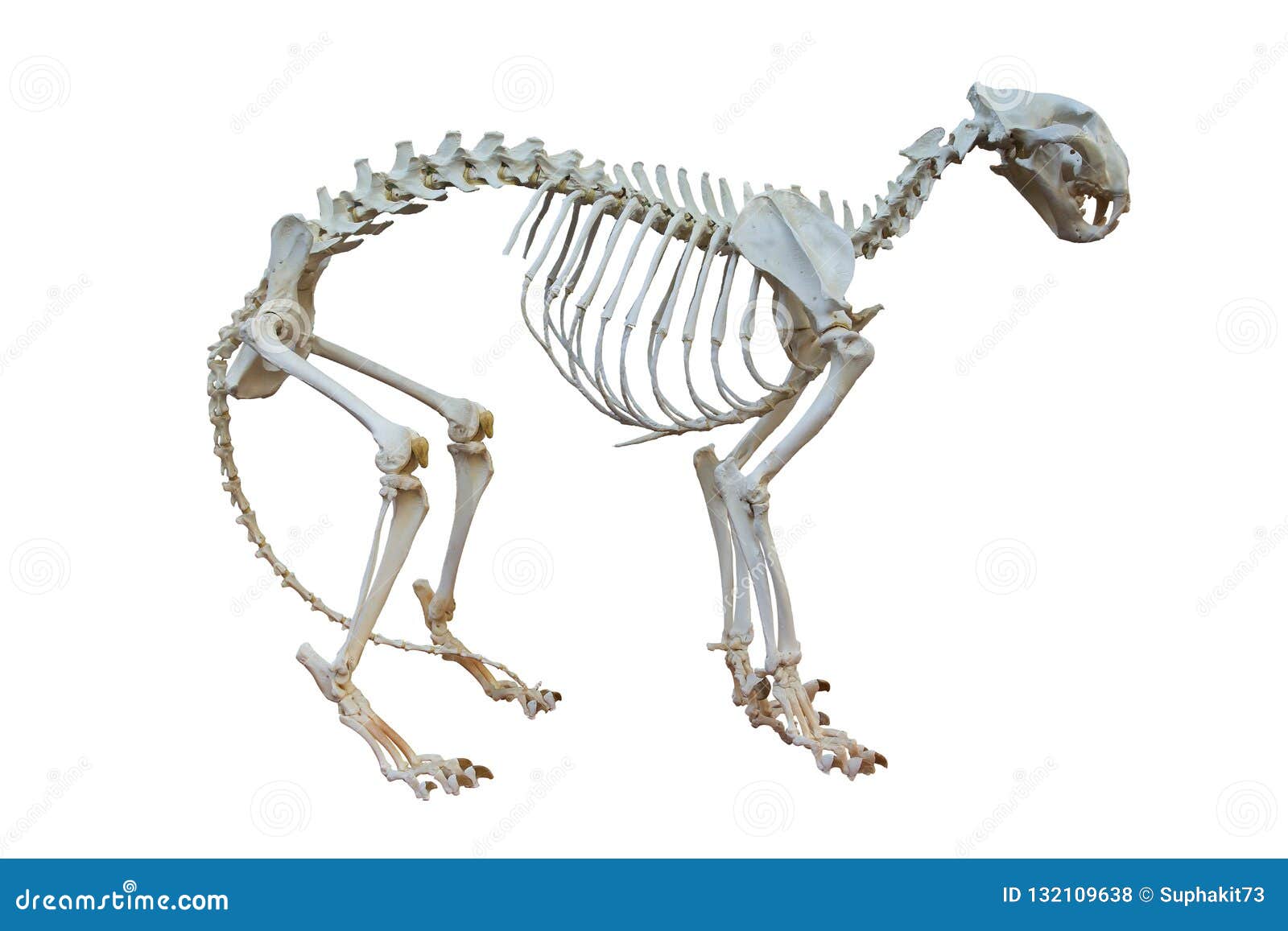 Tiger bones stock photo. Image of museum, science, carcass - 132109638