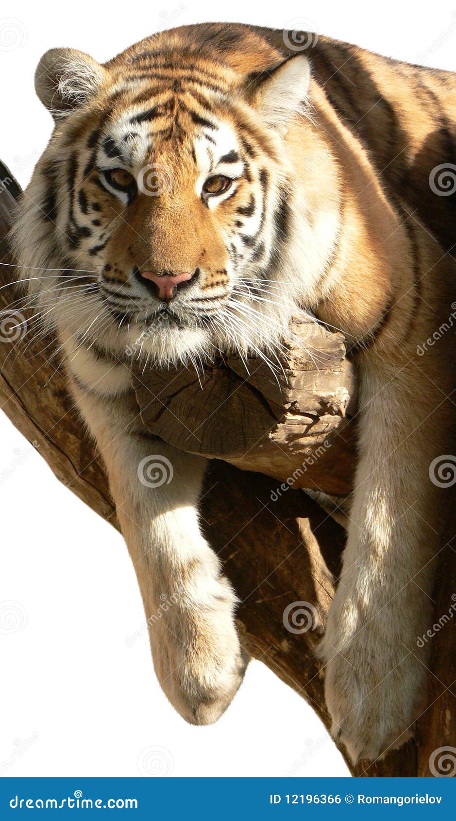 Tiger on a branch stock photo. Image of wild, hunting - 12196366